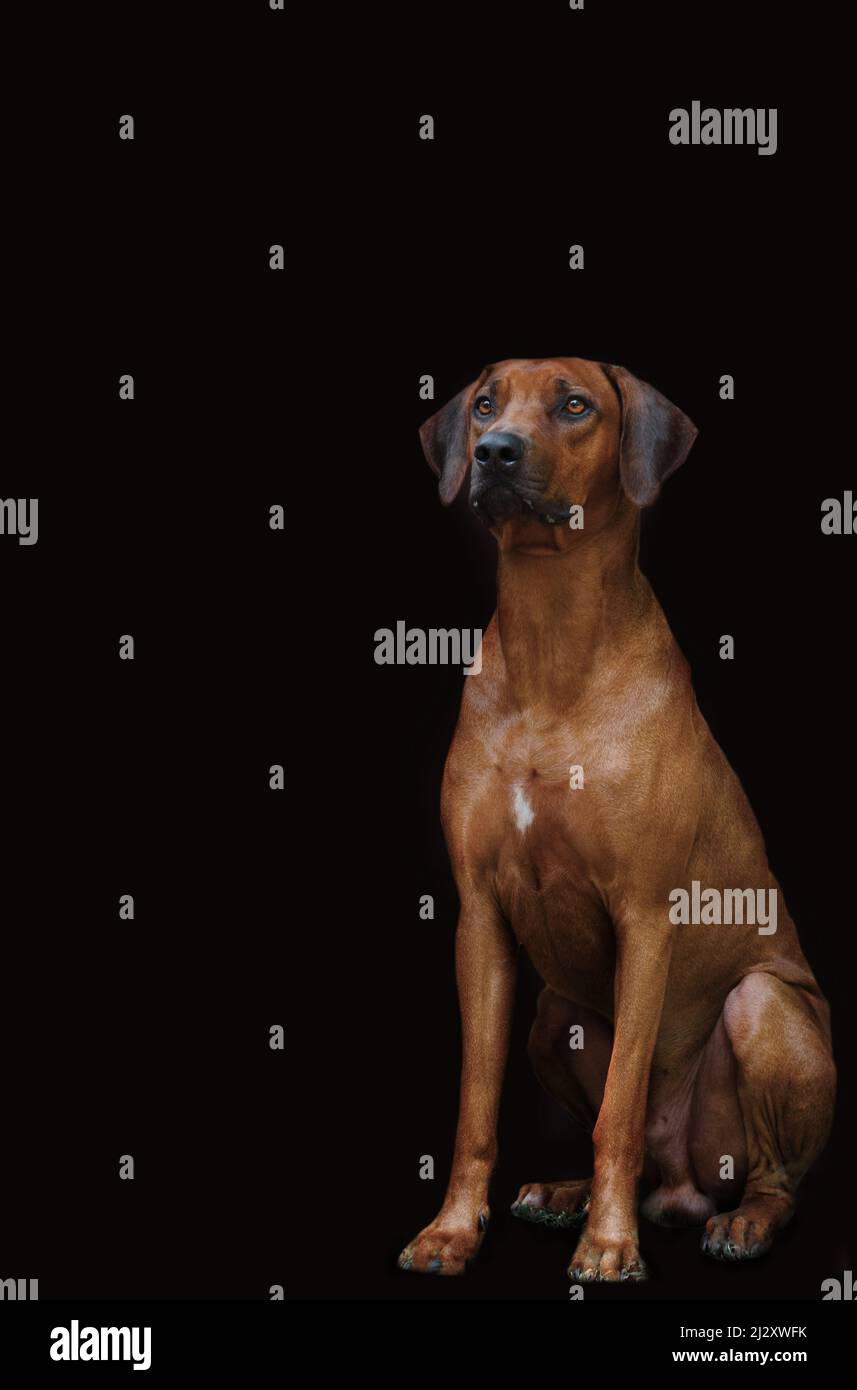 dog breed Rhodesian Ridgeback color portrait on a dark background sits ...