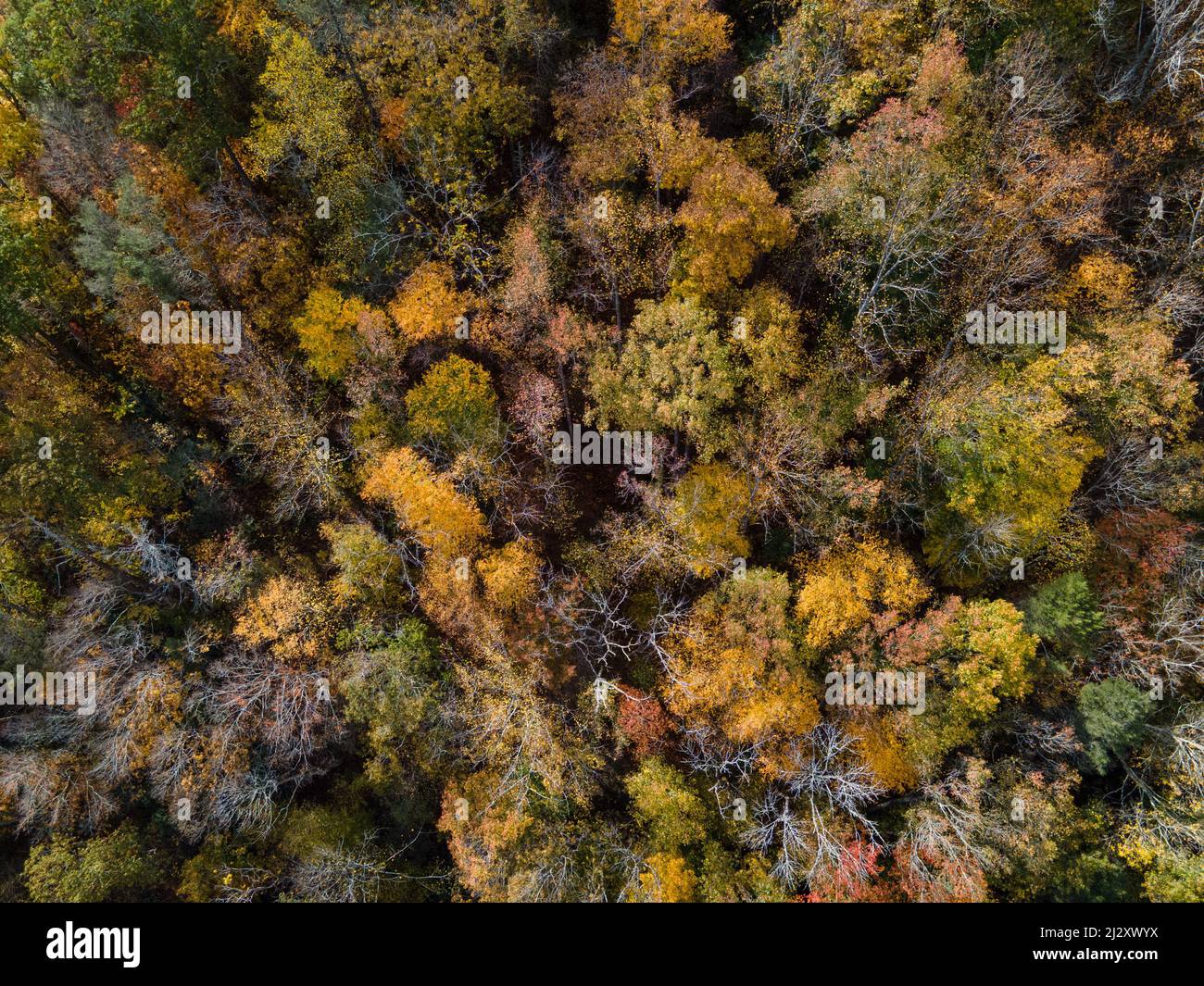 An aerial view of a beautiful dense forest with colorful trees in ...