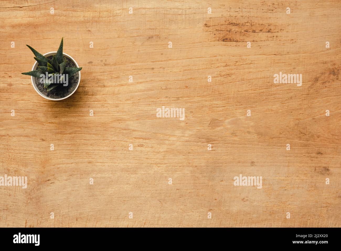 Top view of pat plant on wooden table background with copy space Stock ...