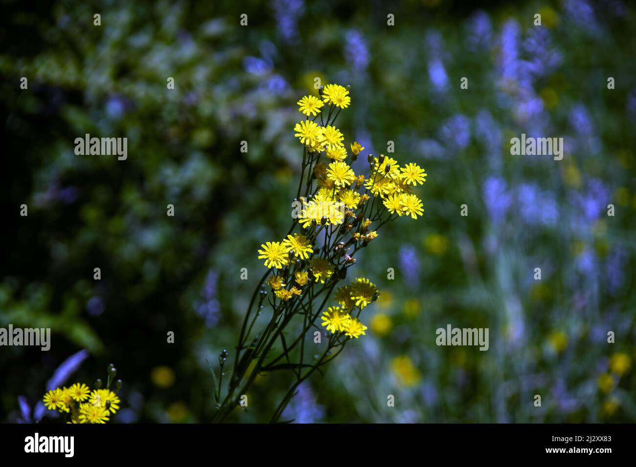 A yellow field Osot plant growing in the field Stock Photo - Alamy
