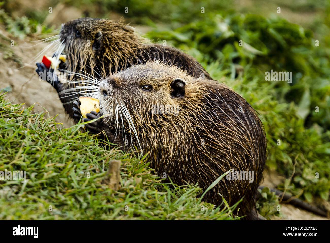A myocastor coypus or nutria in a field Stock Photo - Alamy