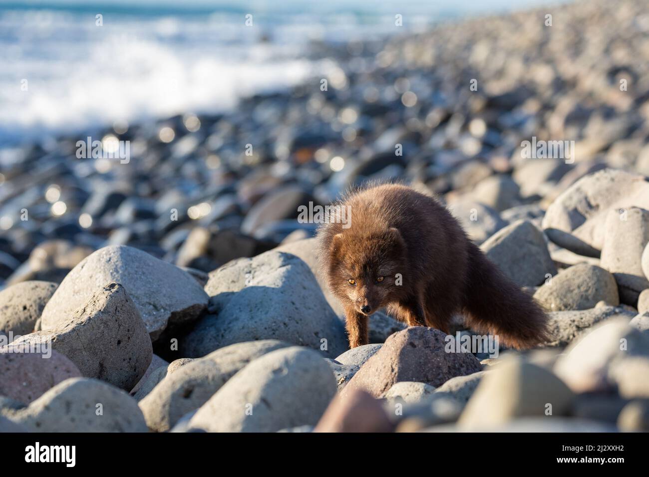 Arctic fox on the beach, Alopex lagopus, Hornstrandir Nature Reserve ...