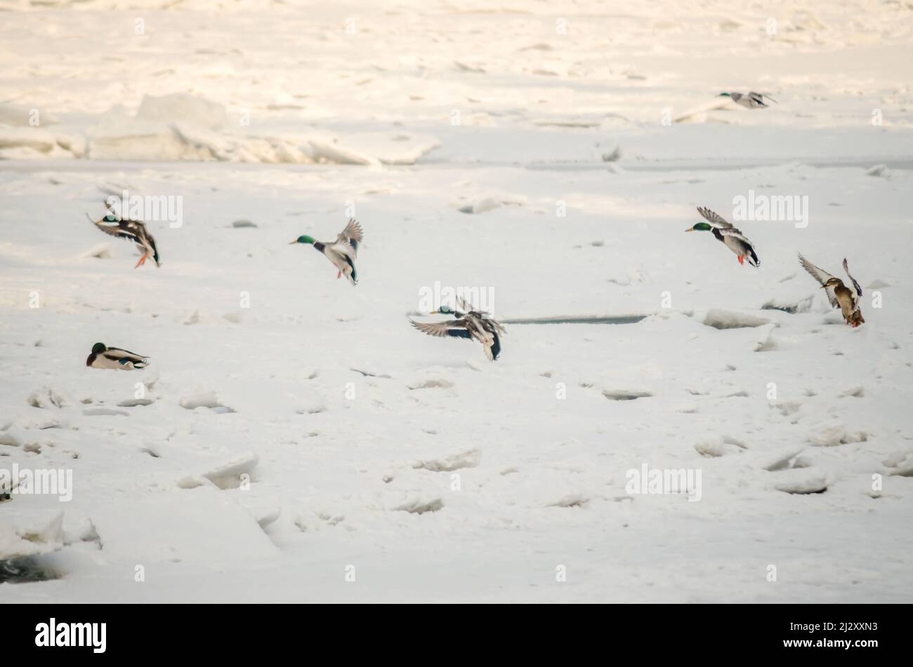 A flock of birds on the frozen water of the Danube River below the ...