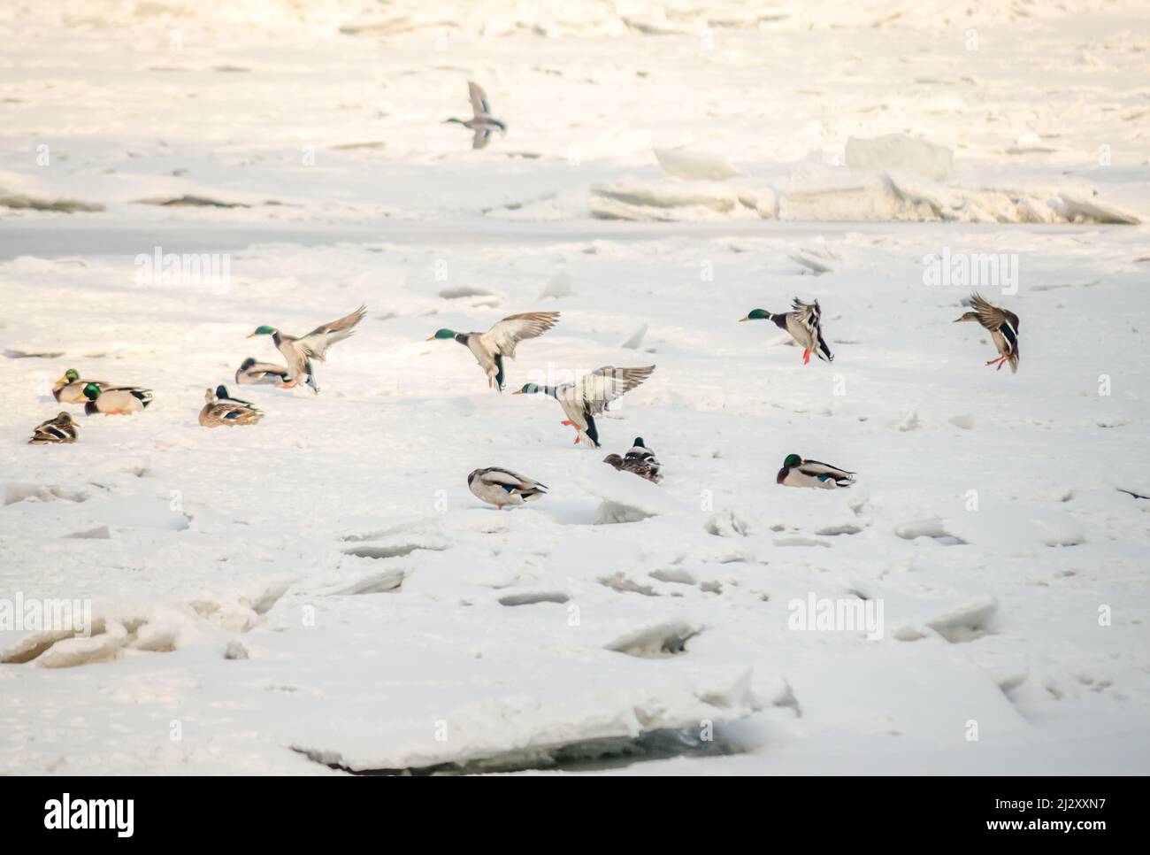 A flock of birds on the frozen water of the Danube River below the ...