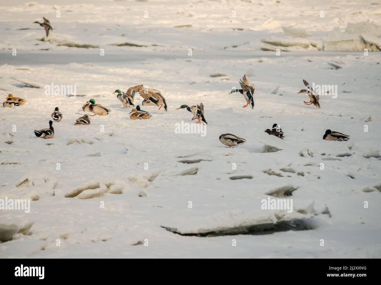 A flock of birds on the frozen water of the Danube River below the ...