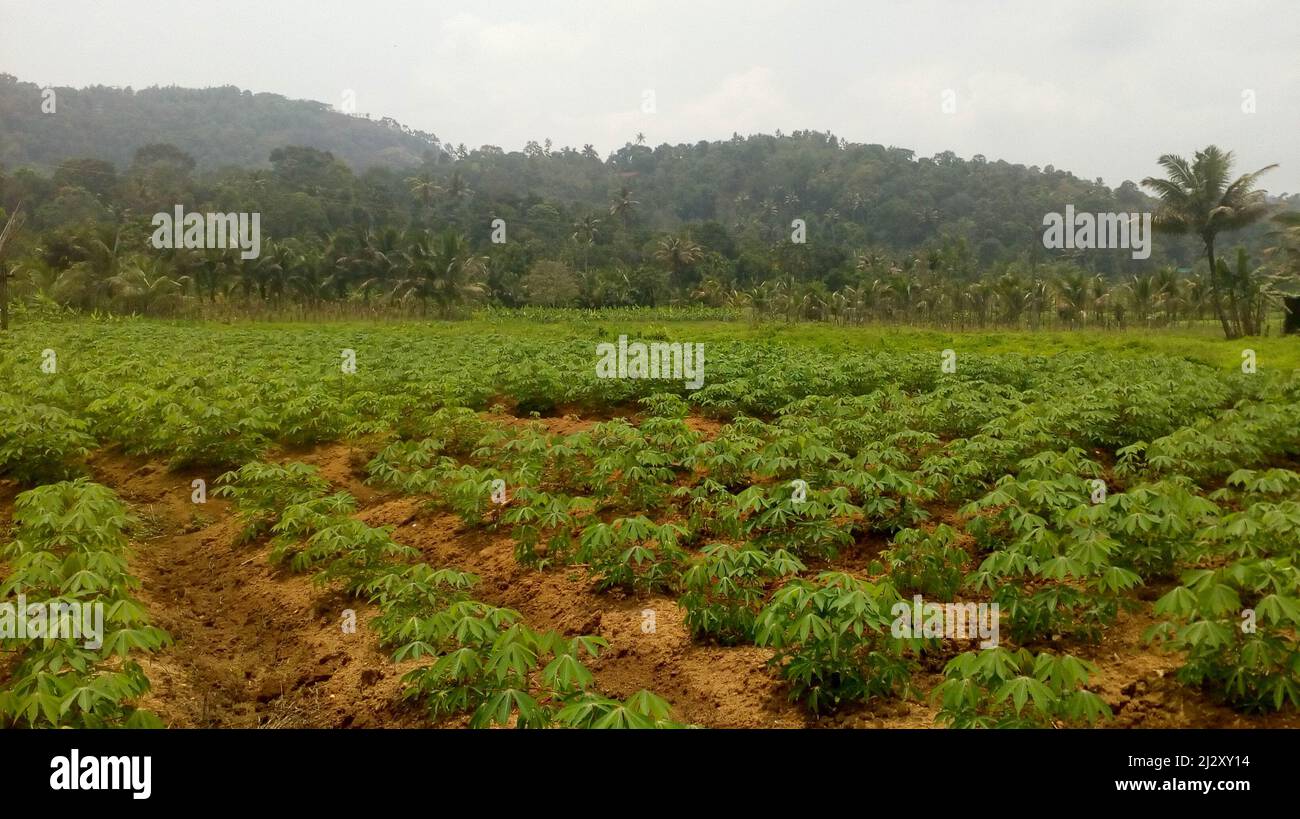 An agricultural fam in keral Stock Photo - Alamy
