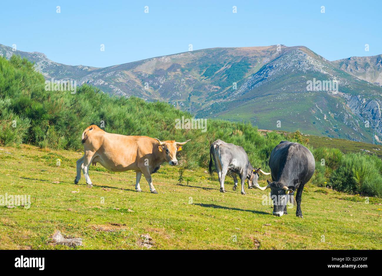 Tres vacas animales hi-res stock photography and images - Alamy