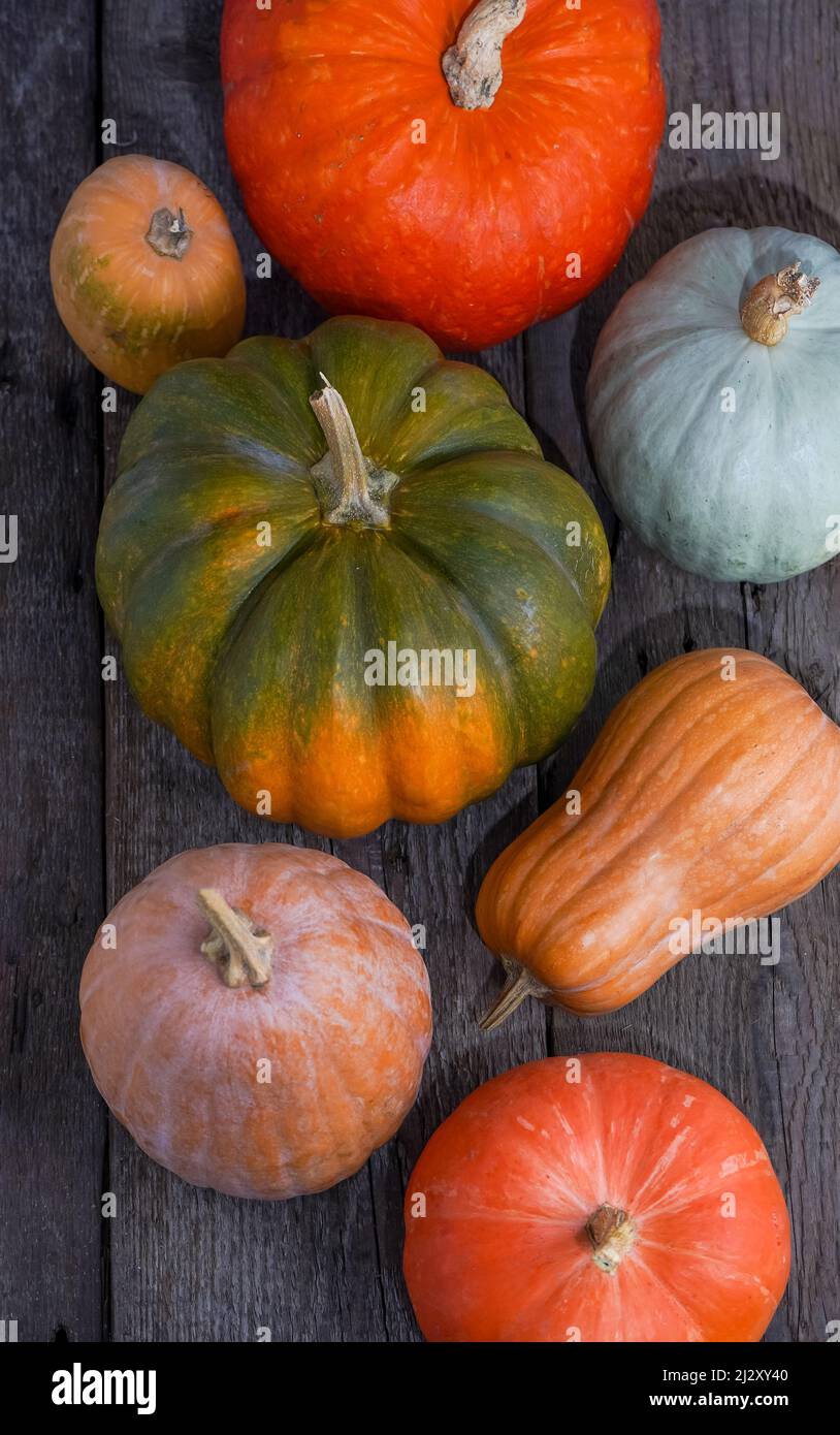 Old pumpkin varieties hi-res stock photography and images - Alamy