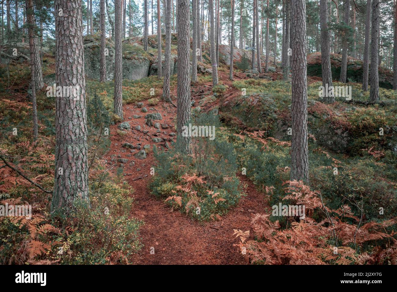 Hiking trail through forest of Tiveden National Park in Sweden Stock ...