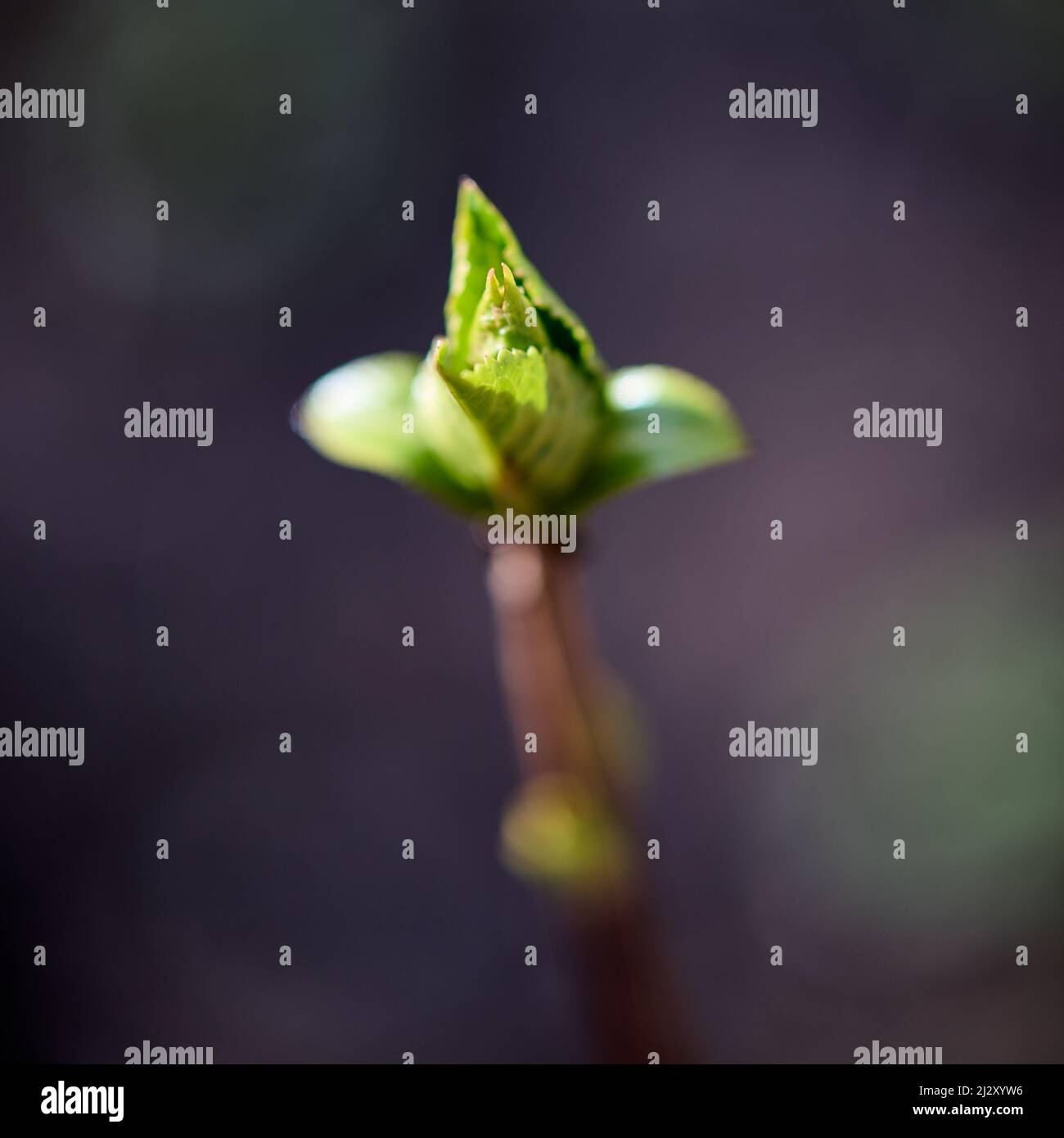 Europe germany hydrangea hydrangea hi-res stock photography and images ...