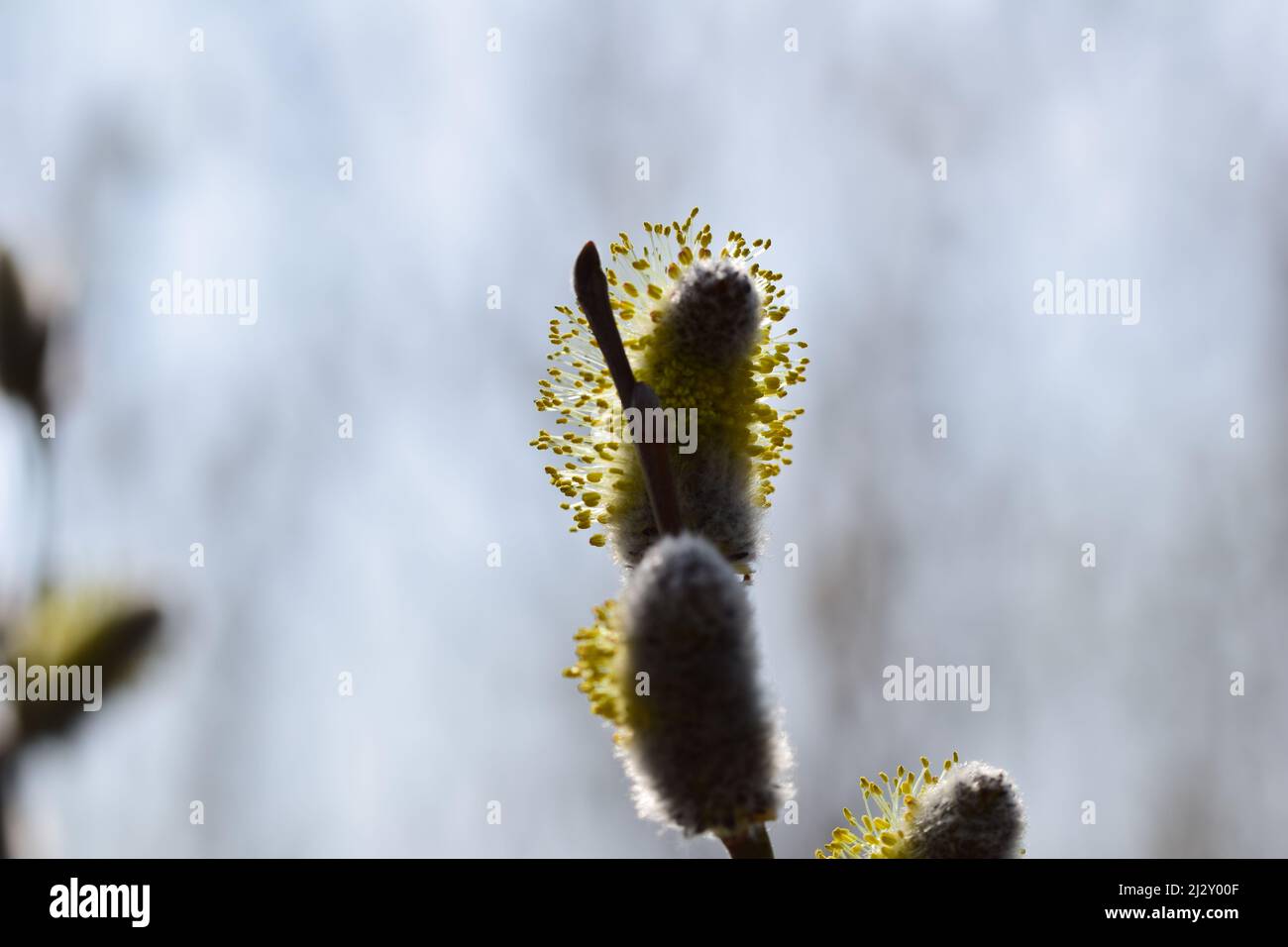 Iva spring hi-res stock photography and images - Alamy