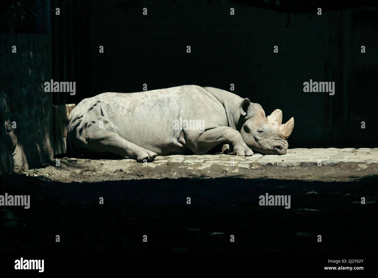 Rhino pose hi-res stock photography and images - Alamy