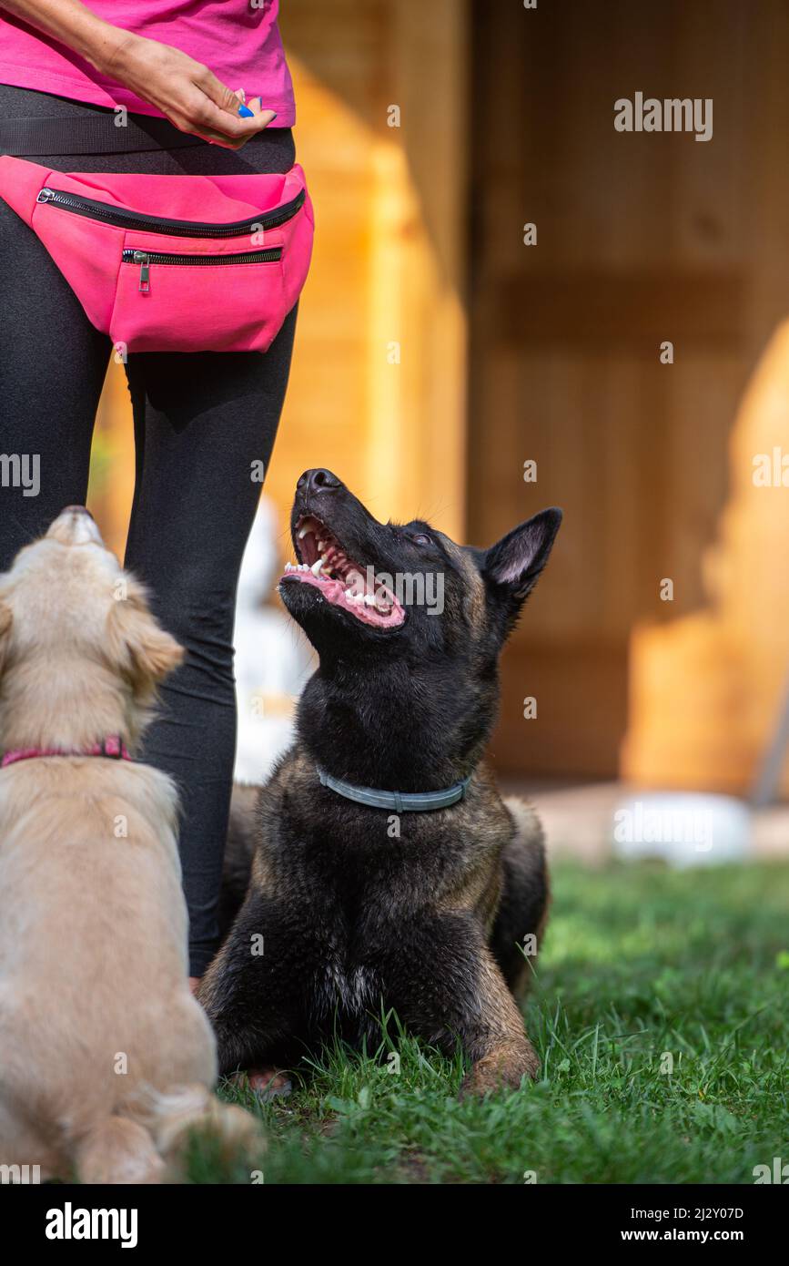 Belgian malinois shepherd dog and a mixed breed pup by their owner or ...
