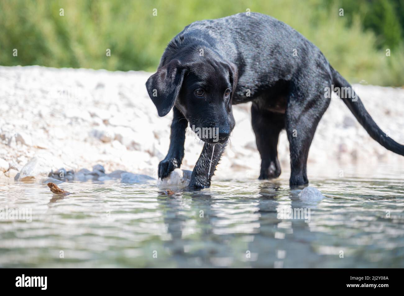Cute black labrador retriever puppy playing in the sea by the shore ...