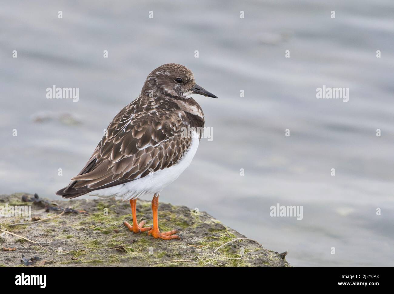 Turnstone (Arenaria interpres) in winter plumage, roosting at high tide ...