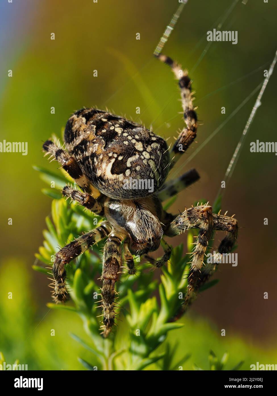 Austrian garden spider hi-res stock photography and images - Alamy