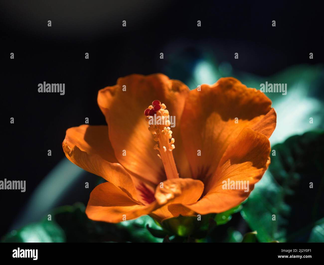 closeup of an orange rose mallow blossom (also known as Chinese ...