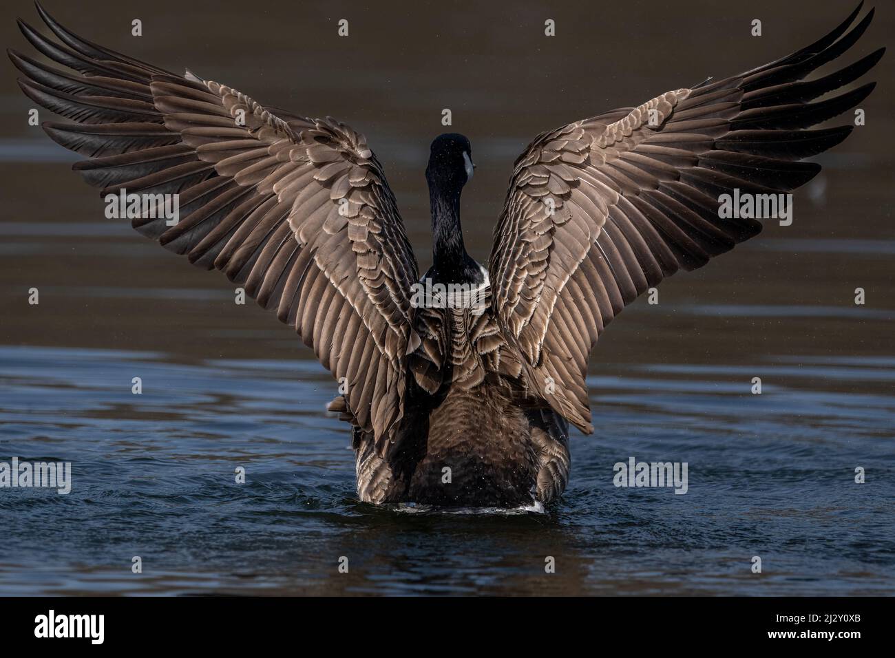Canada Goose (branta canadensis) spreads its wings, showing the fine ...