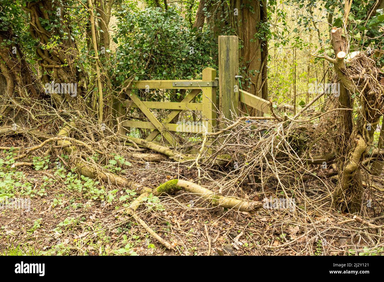 Old overgrown disused farm gate with old broken tree branches in front ...