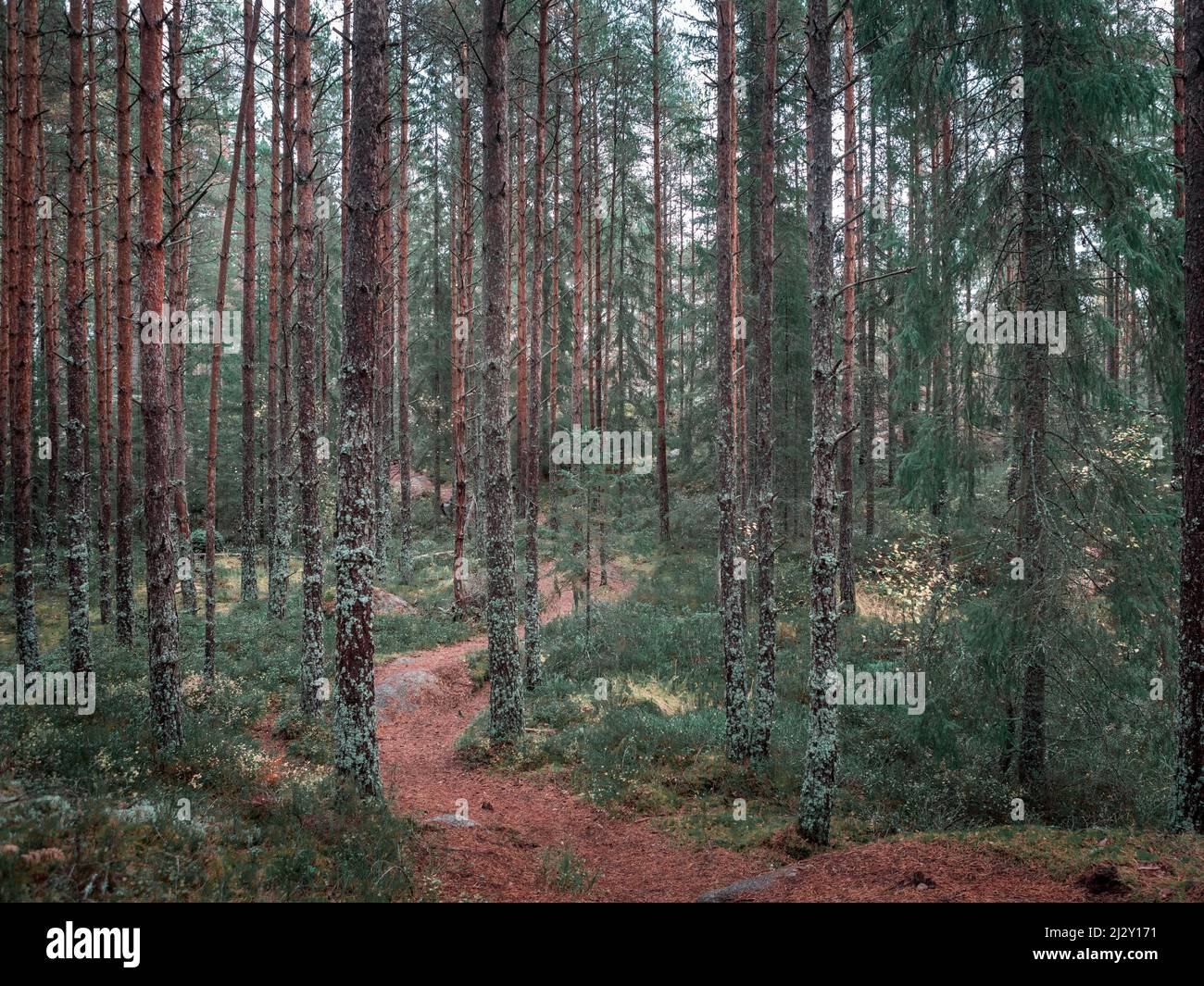 Hiking in swedish forest hi-res stock photography and images - Alamy
