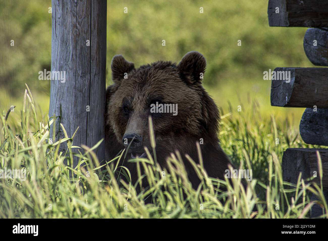 A brown Alaska grizzly bear hiding on a field Stock Photo - Alamy