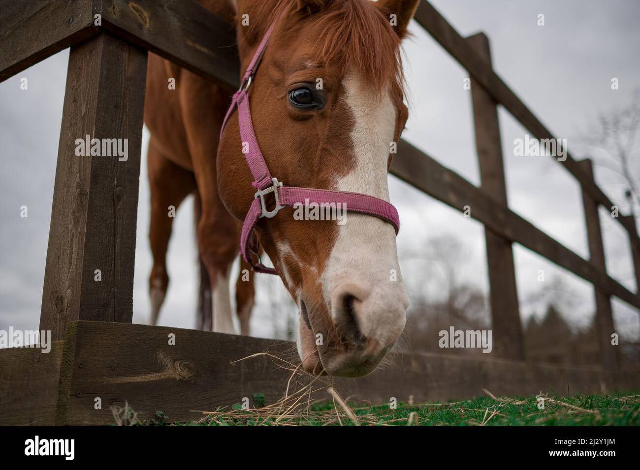 Horse breeding farm hi-res stock photography and images - Alamy