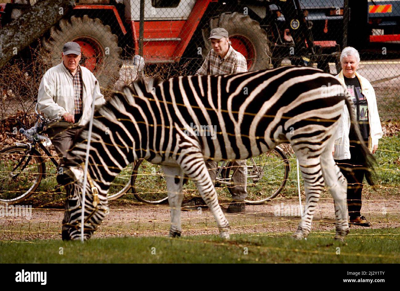 When the circus Maximum came to town... Here is a zebra grazing, while ...