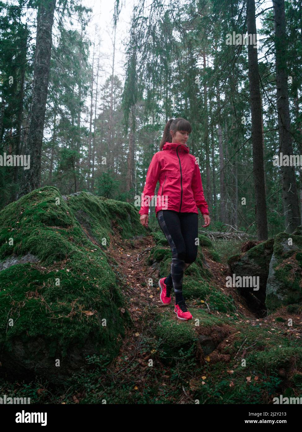 Woman hikes over mossy rocks through forest in Tyresta National Park in ...