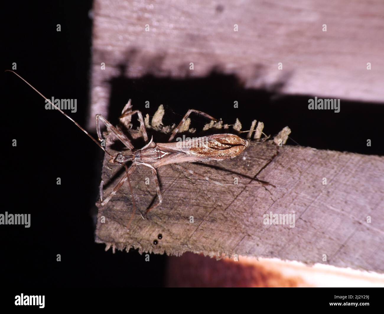 a pale Assassin Bug (family Reduviidae) from the jungles of Belize ...