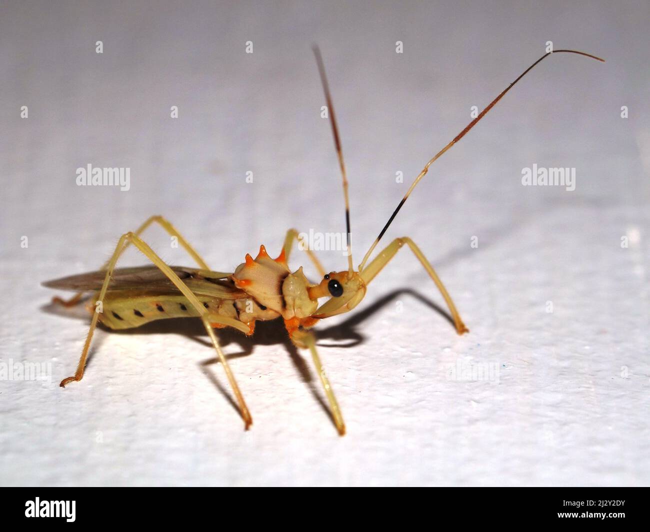 Assassin bugs on leaf belize hi-res stock photography and images - Alamy