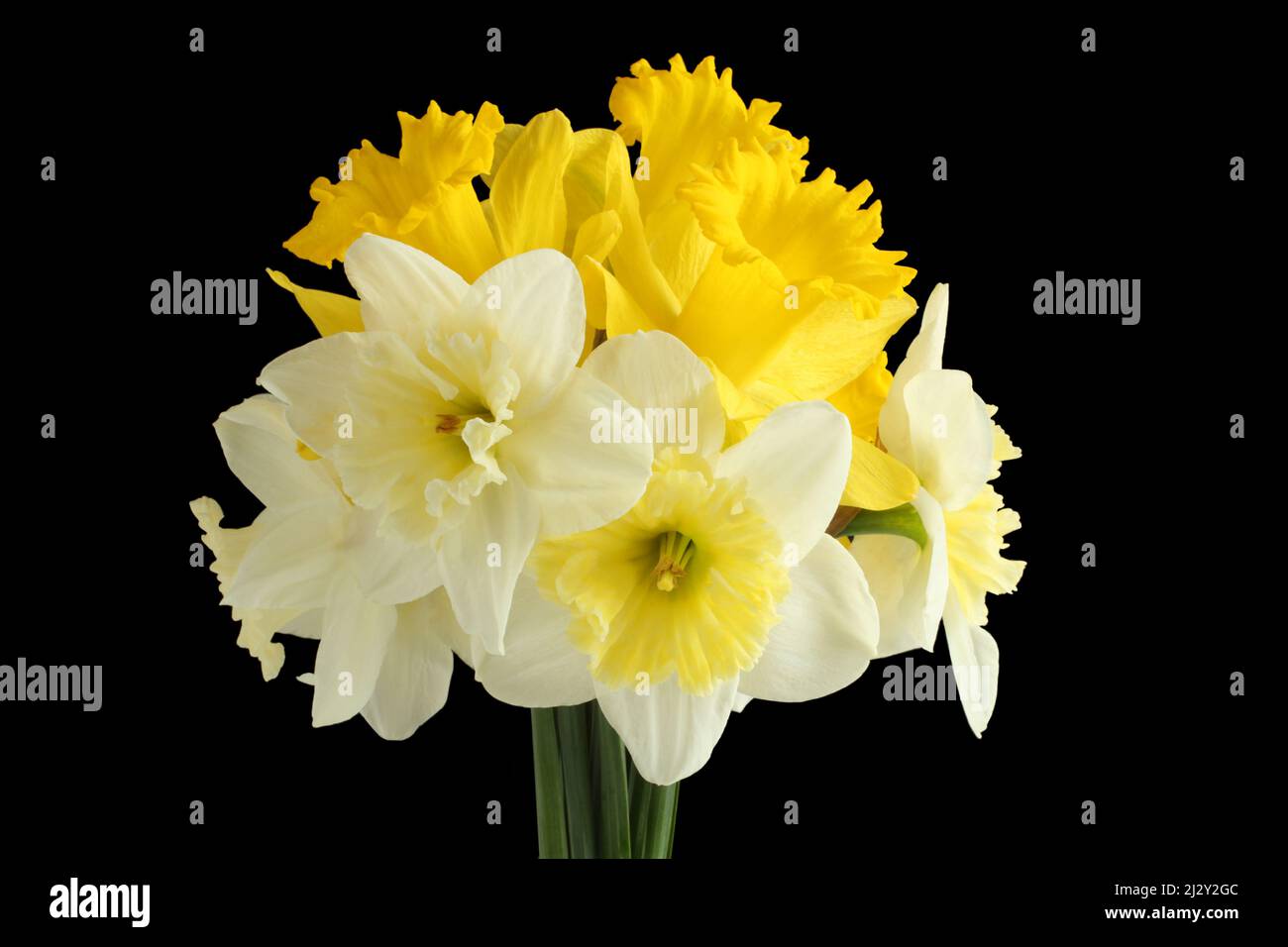 Black and white daffodils hi-res stock photography and images - Alamy