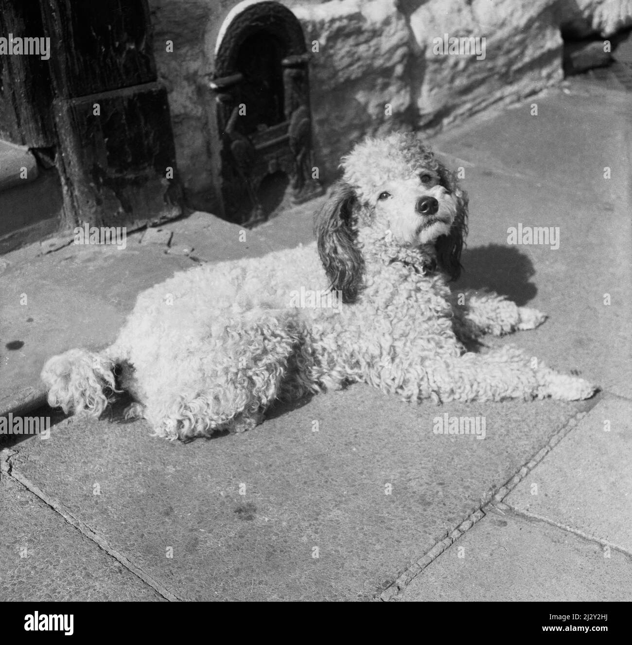 1961, historical, a small dog, a poodle, looking up and lying down ...