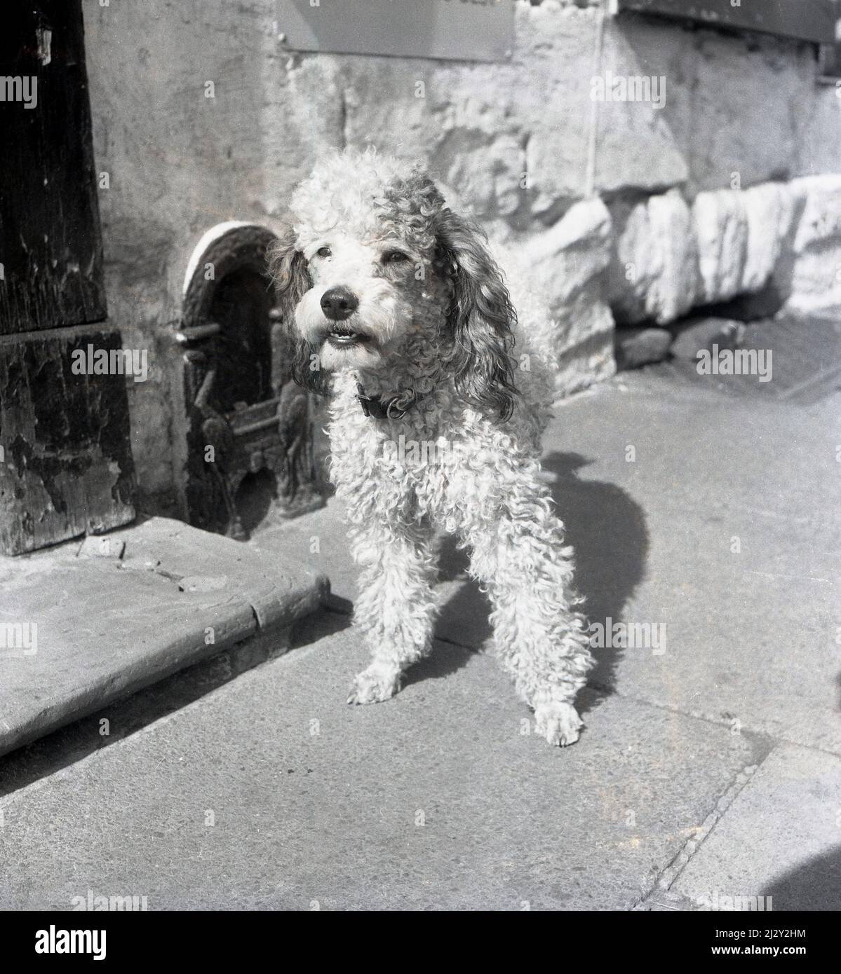 1961, historical, small dog, a poodle, standing outside on a pavement ...