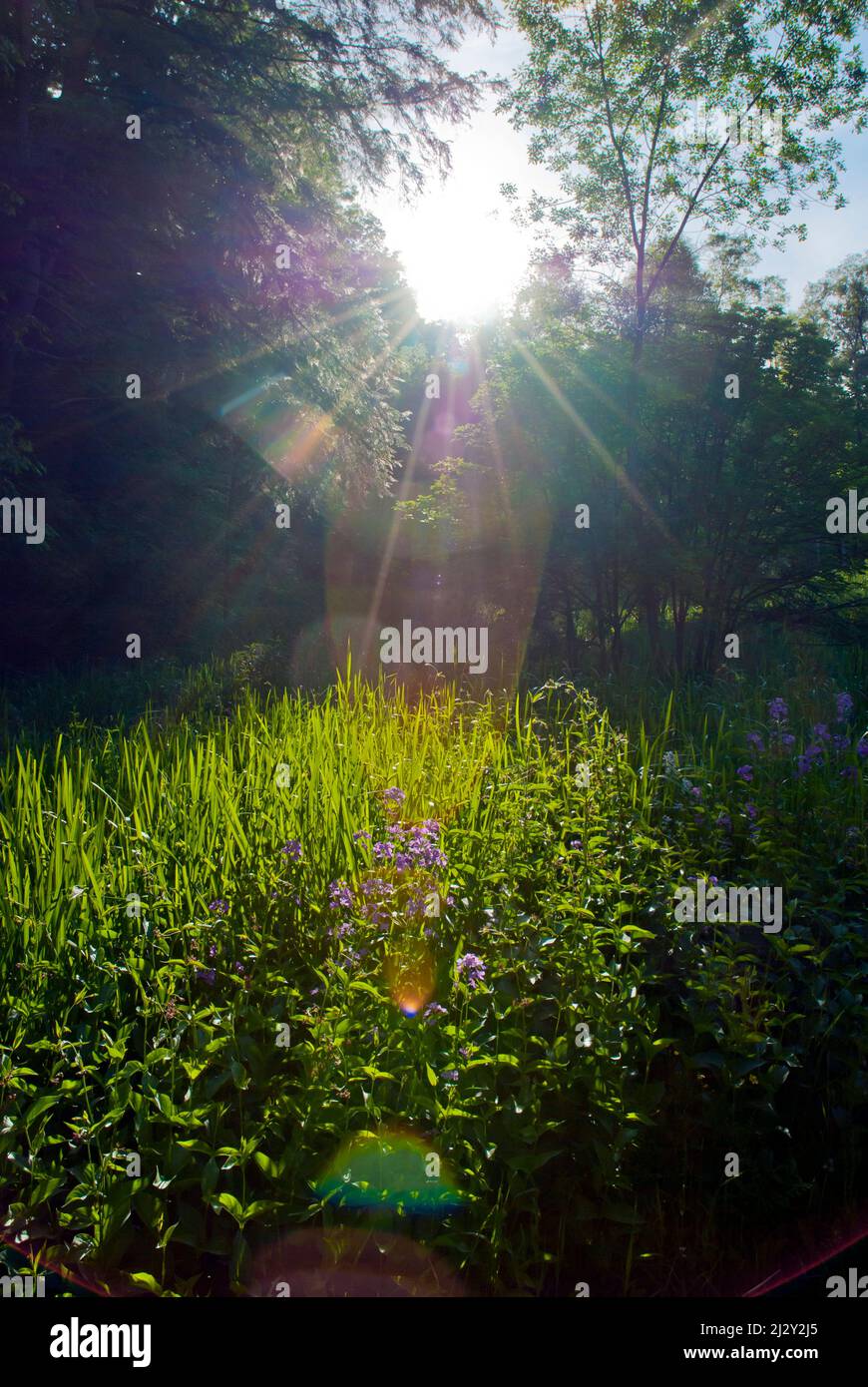 Sunlit patch of grass in the woods Stock Photo - Alamy