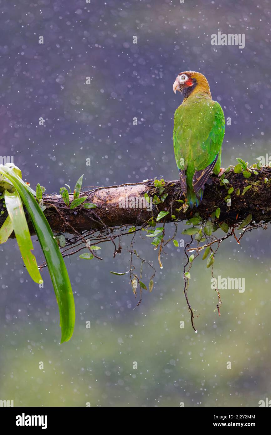 Parrot in rain hi-res stock photography and images - Alamy