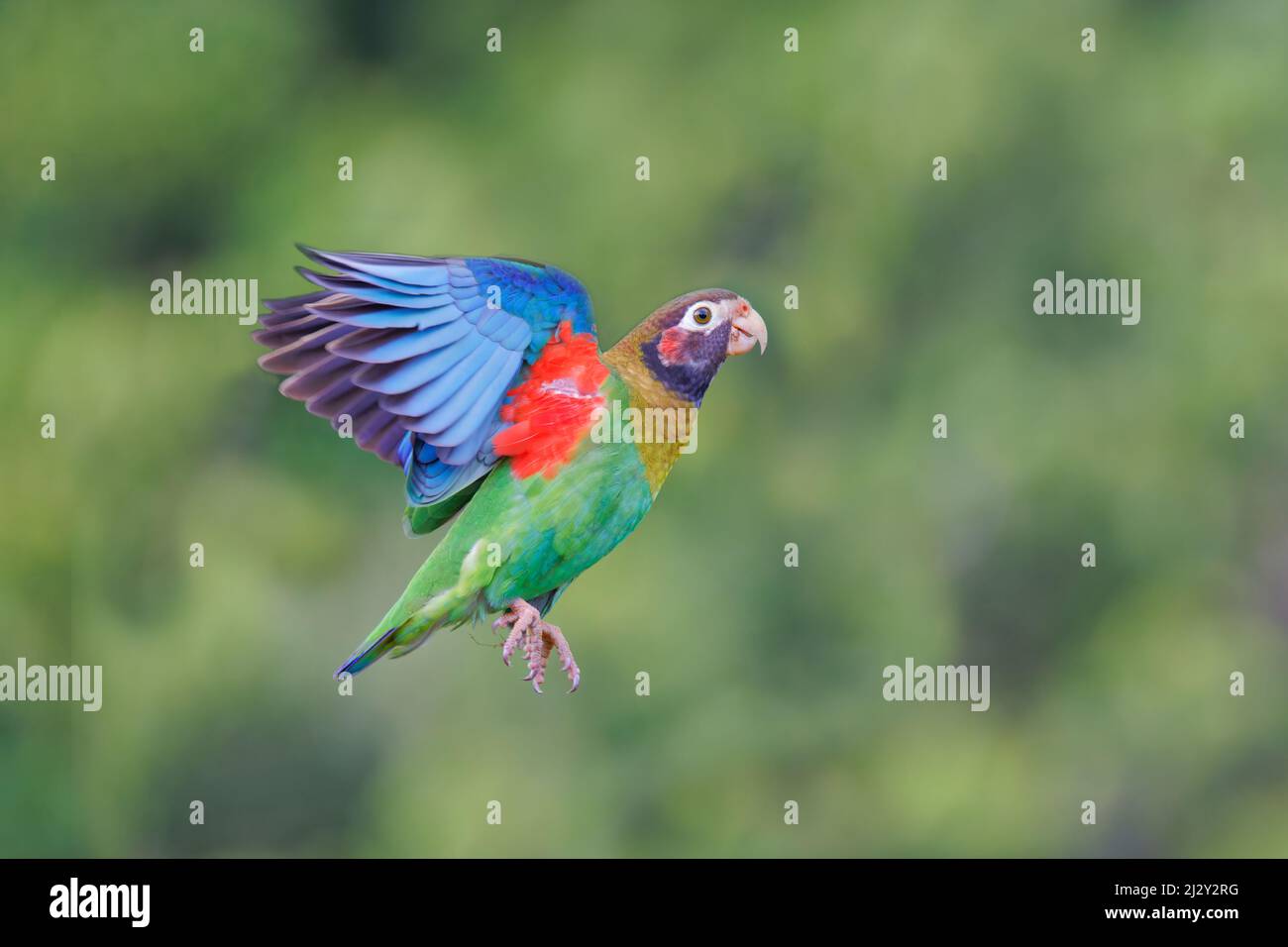 Brown-hooded Parrot - taking off Pyrilia haematotis Boco Tapada, Costa ...