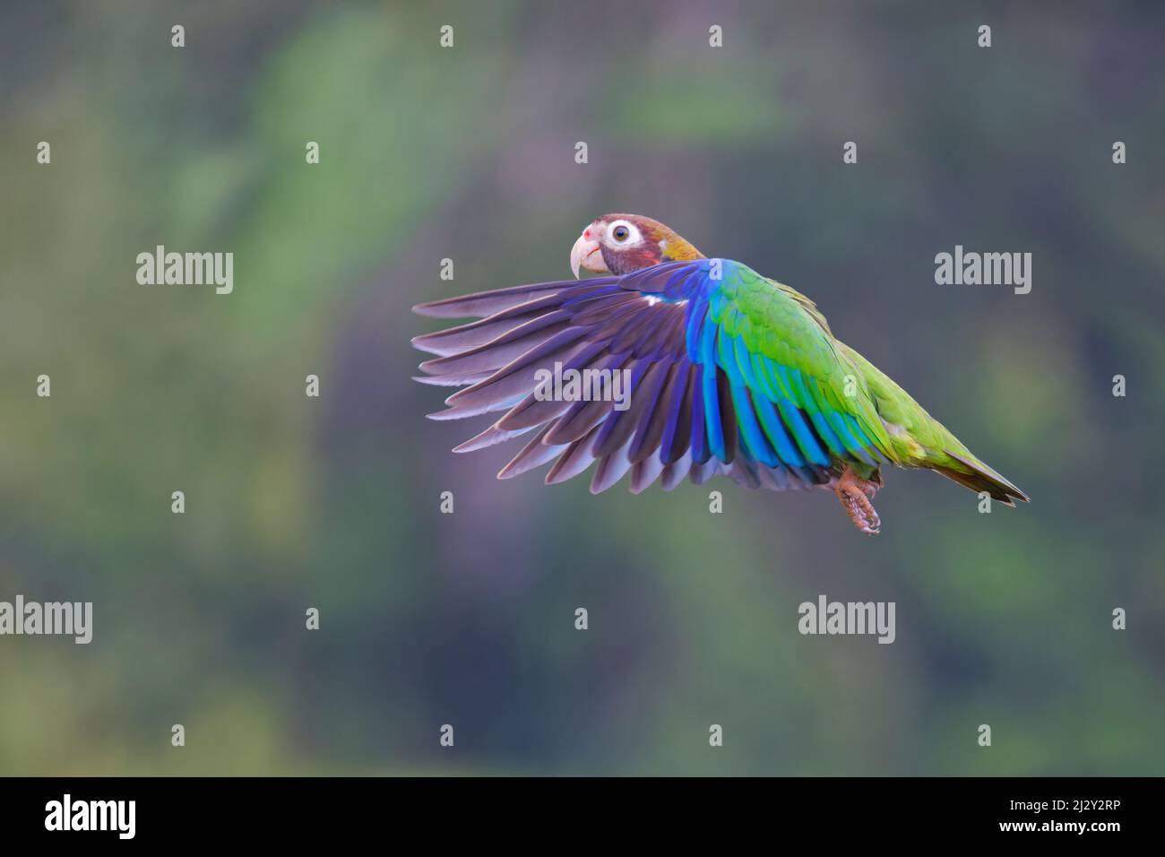 Flying parrots hi-res stock photography and images - Alamy