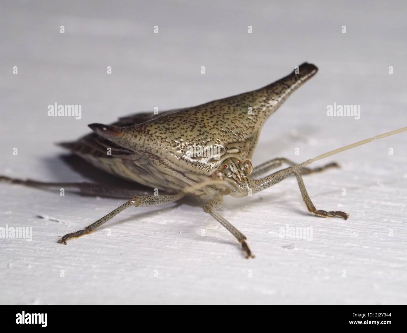 head view of a silver and grey Shield Bug (Family Acanthosomatidae ...