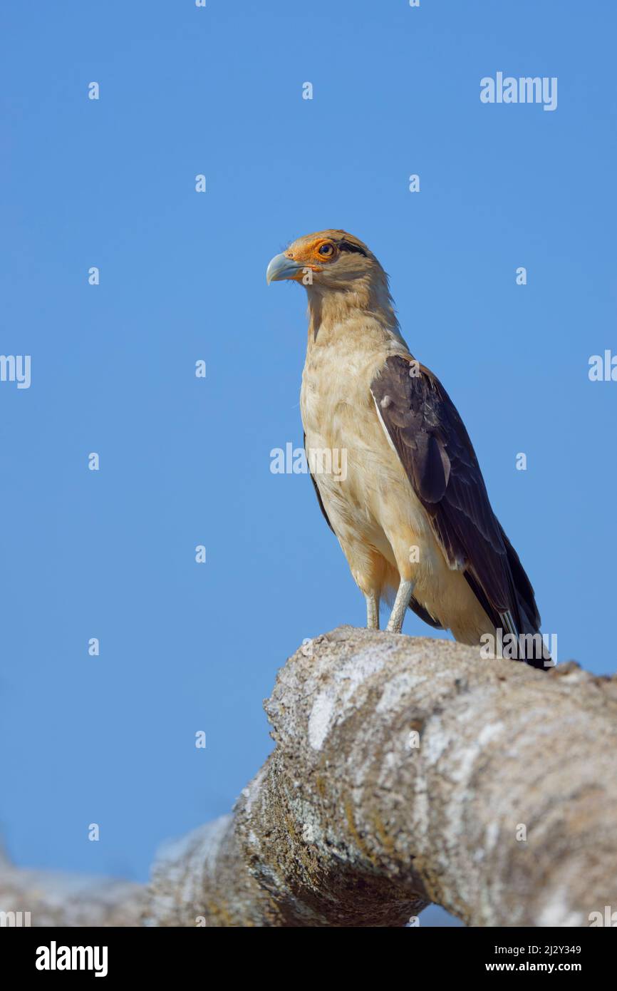 Birds of prey of costa rica hi-res stock photography and images - Alamy