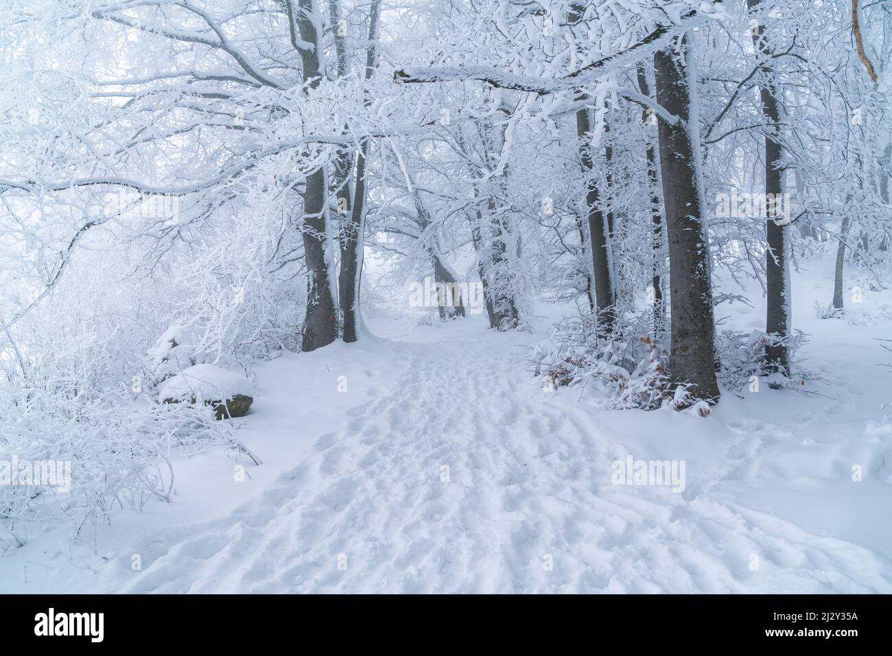 Germany, Winter in a forest, trees covered with white fluffy snow and ...
