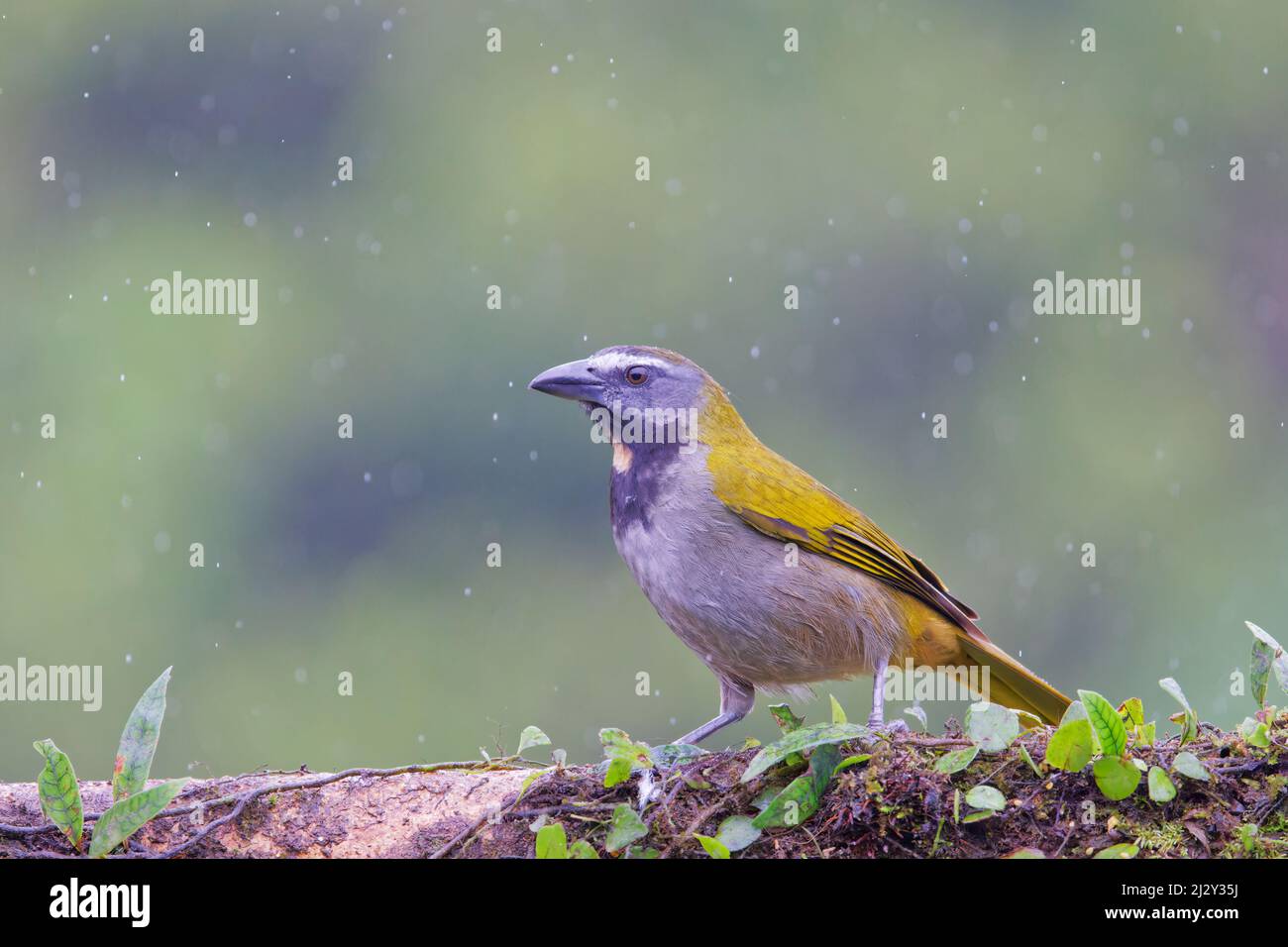 Buff-throated Saltator Saltator maximus Boco Tapada, Costa Rica ...