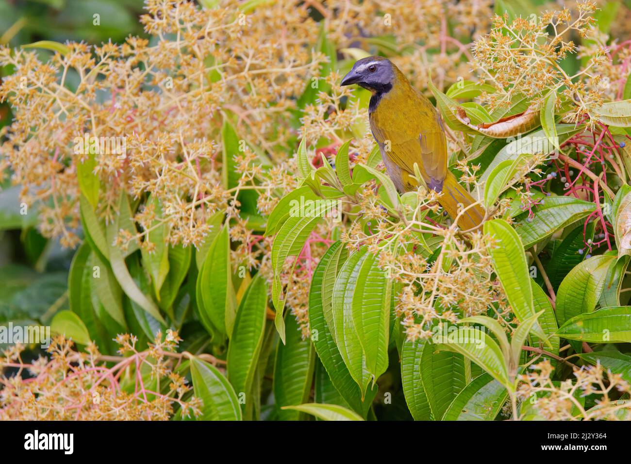 Buff throated saltator saltator maximus hi-res stock photography and ...