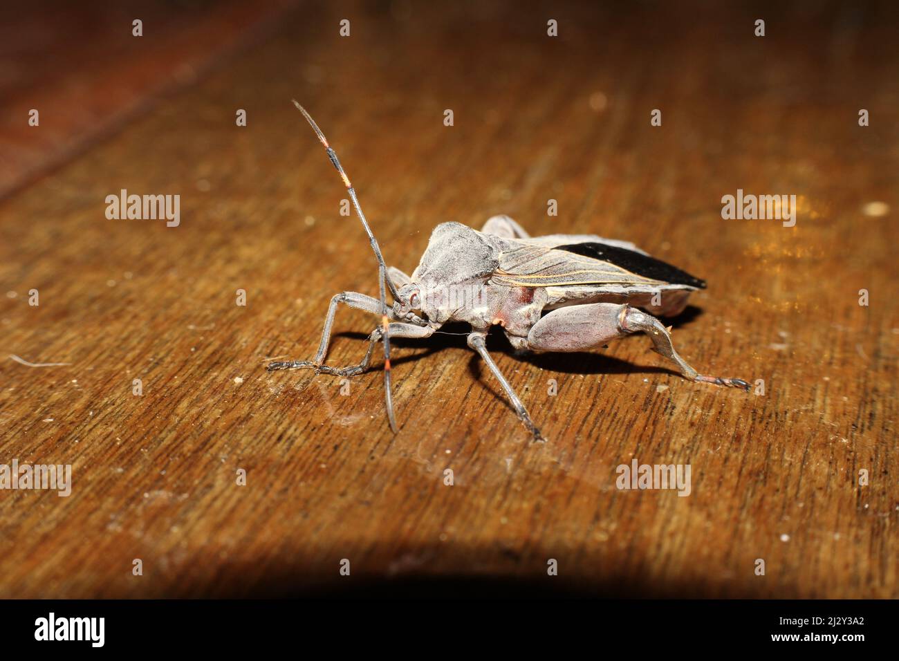 side view of a silver Shield Bug (Family Acanthosomatidae) isolated on ...
