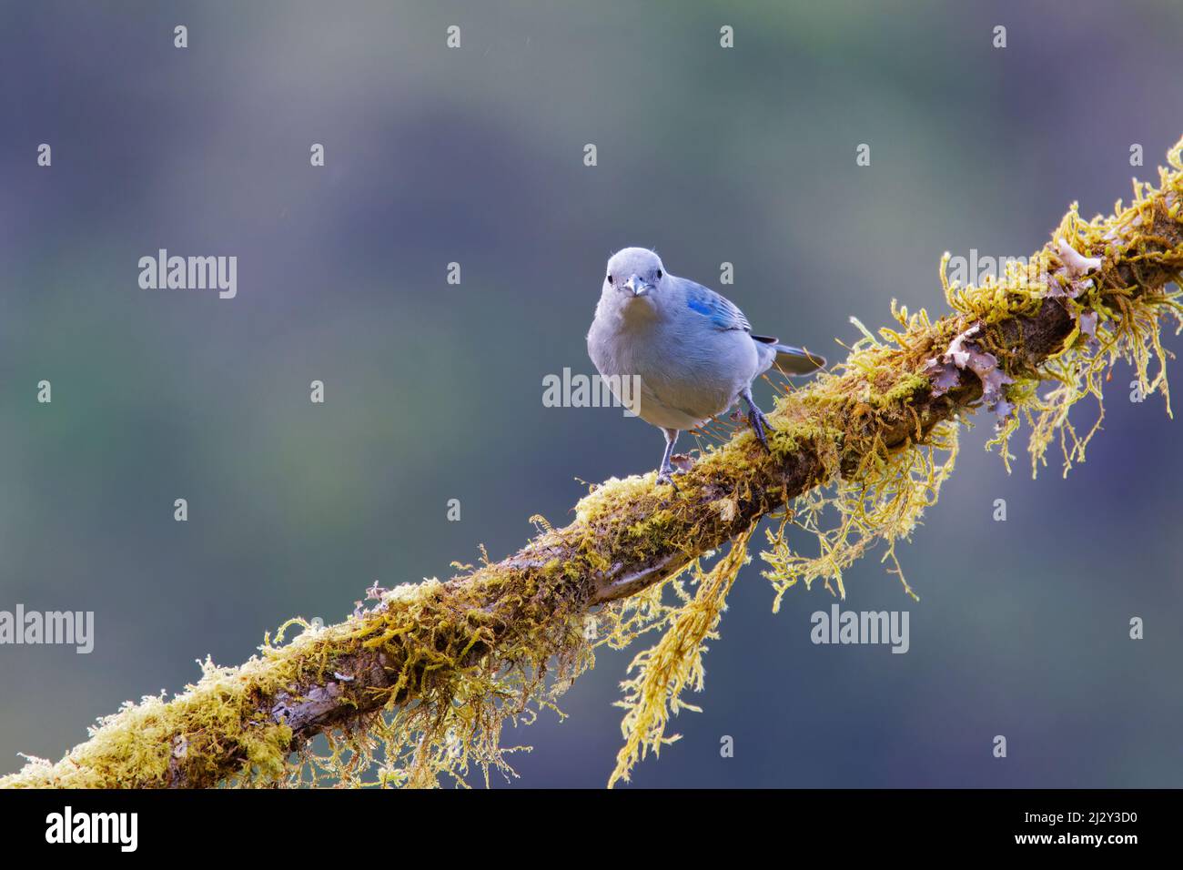 Blue-grey Tanager Thraupis episcopus San Gerardo de Dota, Costa Rica ...