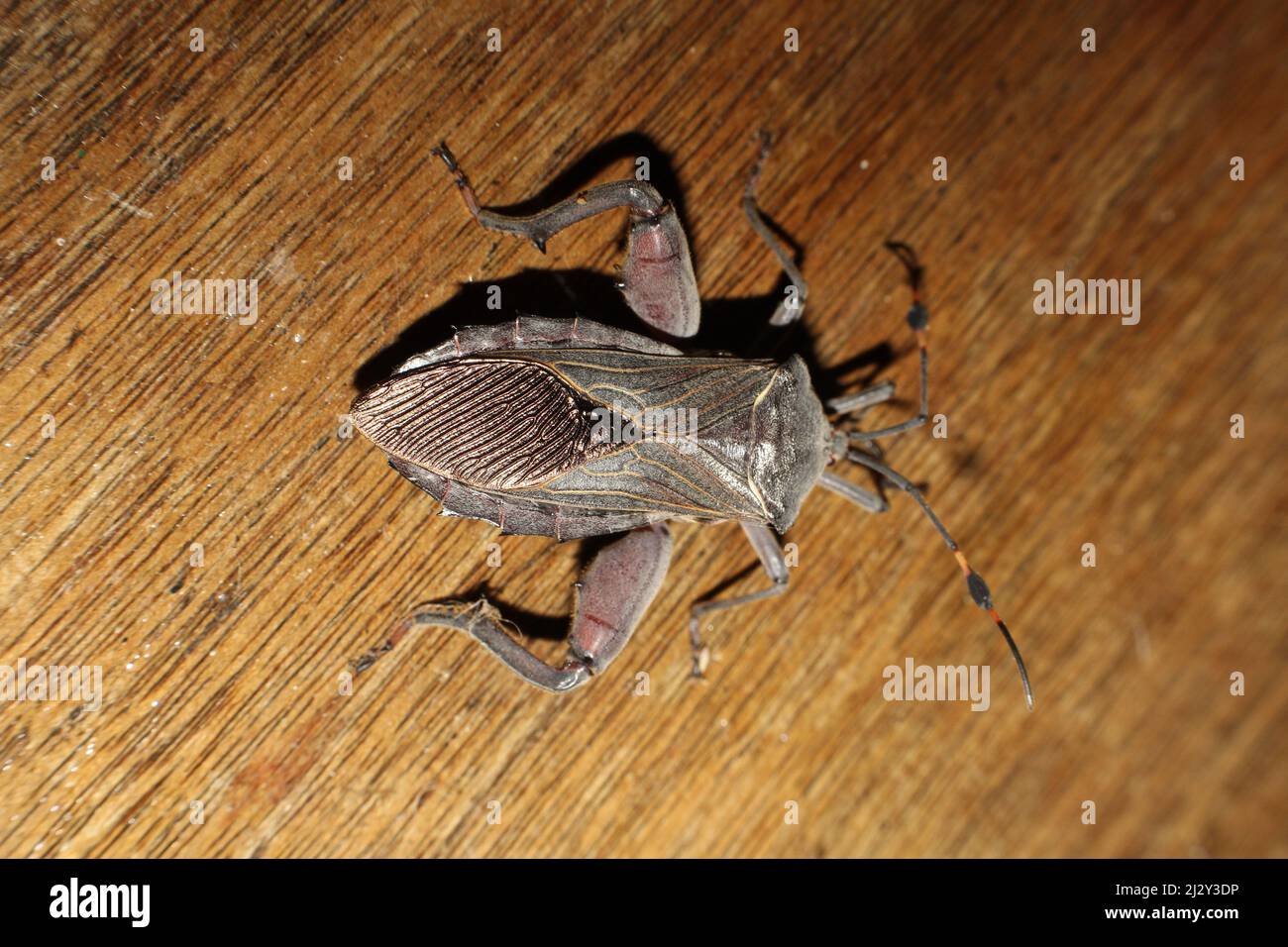 top view of a silver Shield Bug (Family Acanthosomatidae) isolated on a ...