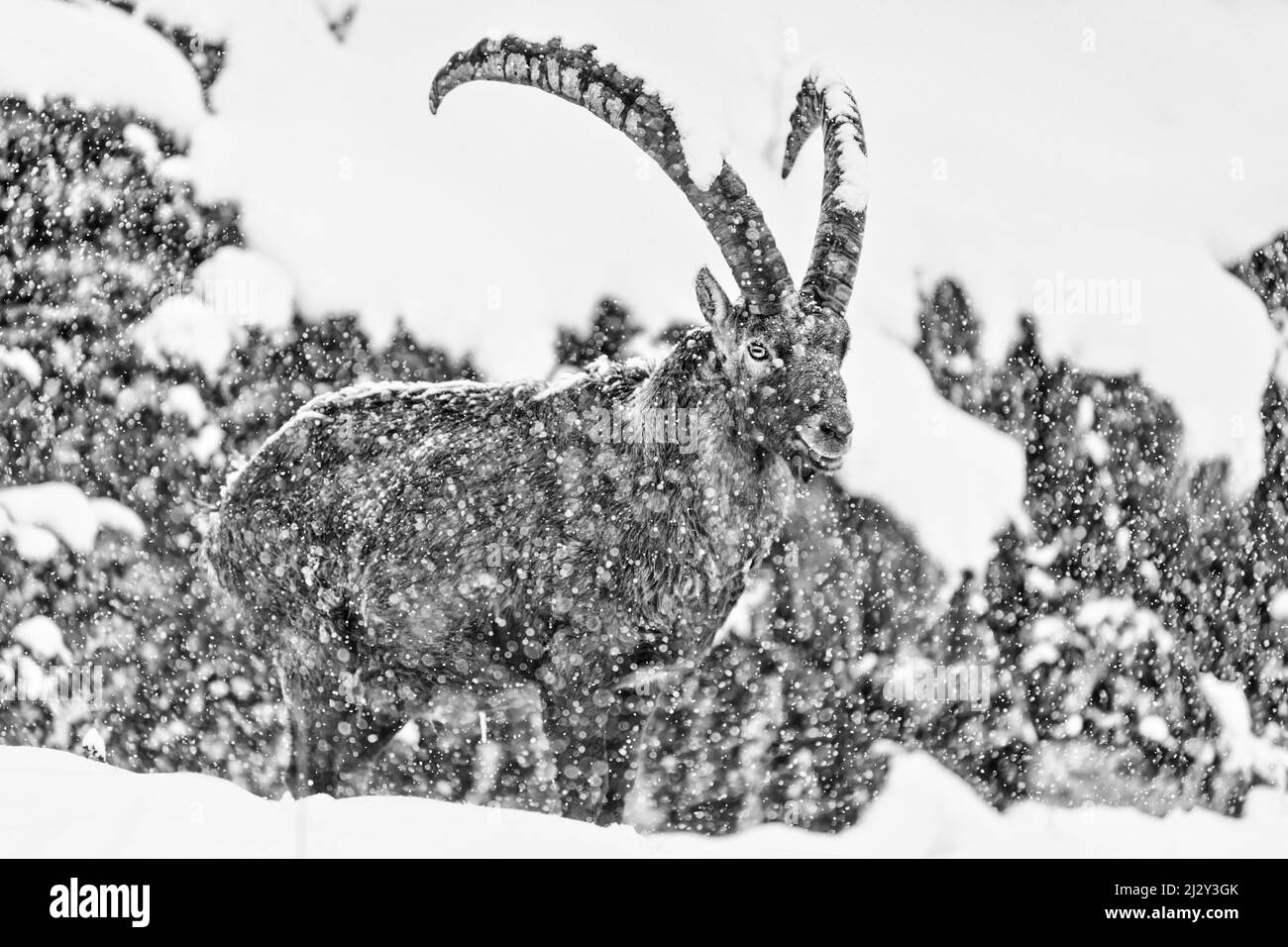 Ibex peak Black and White Stock Photos & Images - Alamy