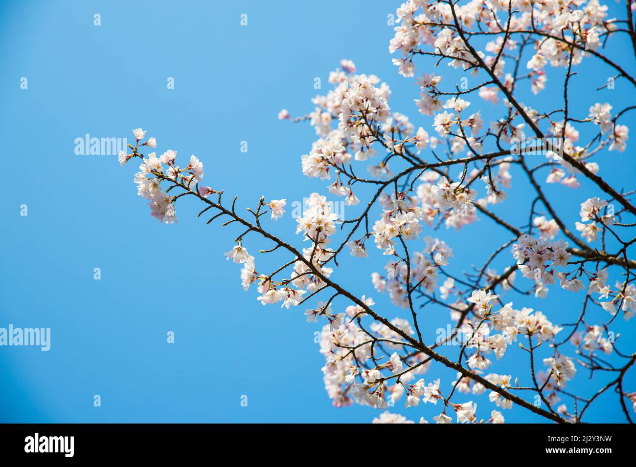 Outdoor scene of Cherry Blossoms ( Sakura ) during spring season in ...