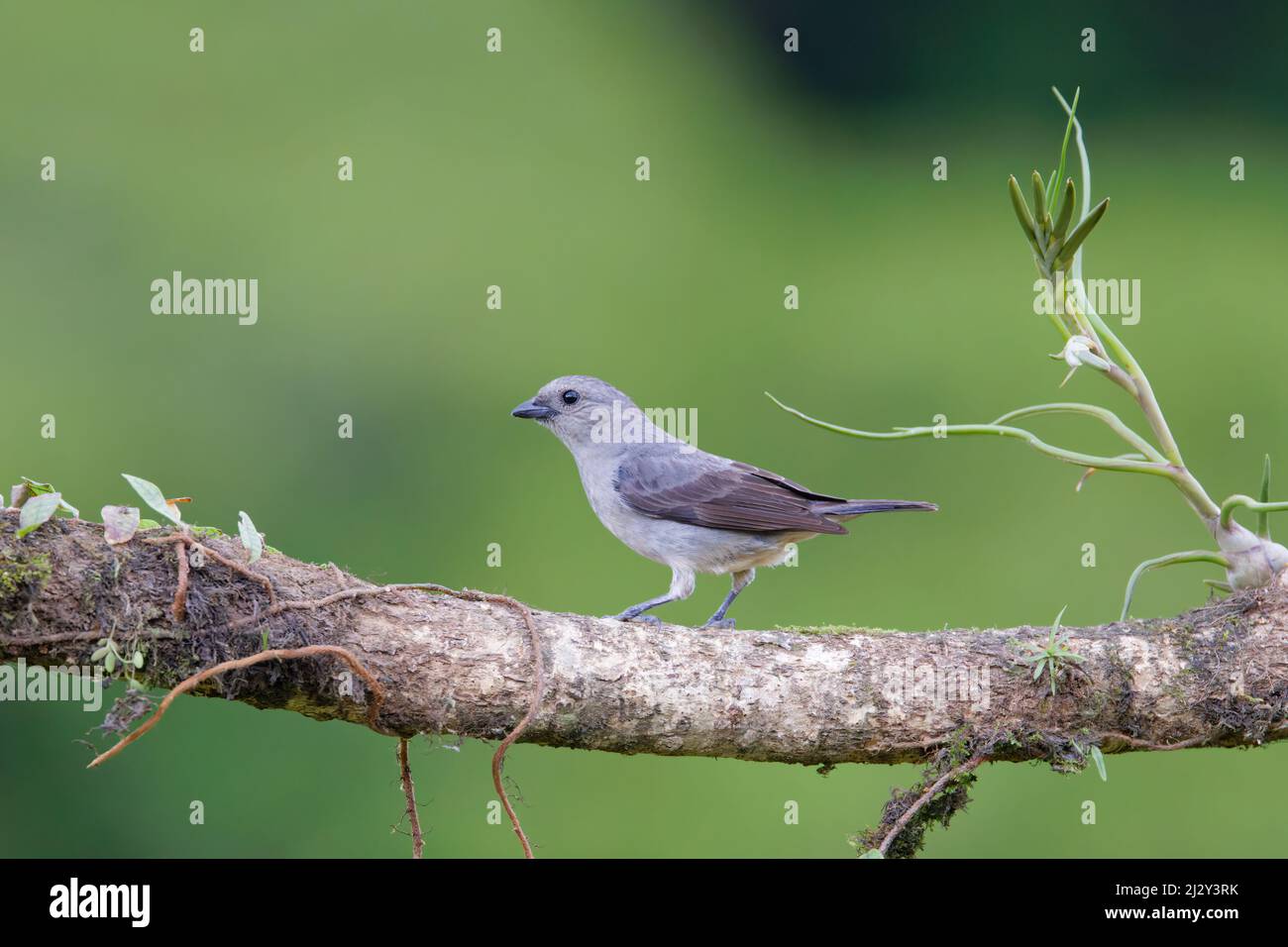 Plain Coloured Tanager Tangara inornata Boco Tapada, Costa Rica ...