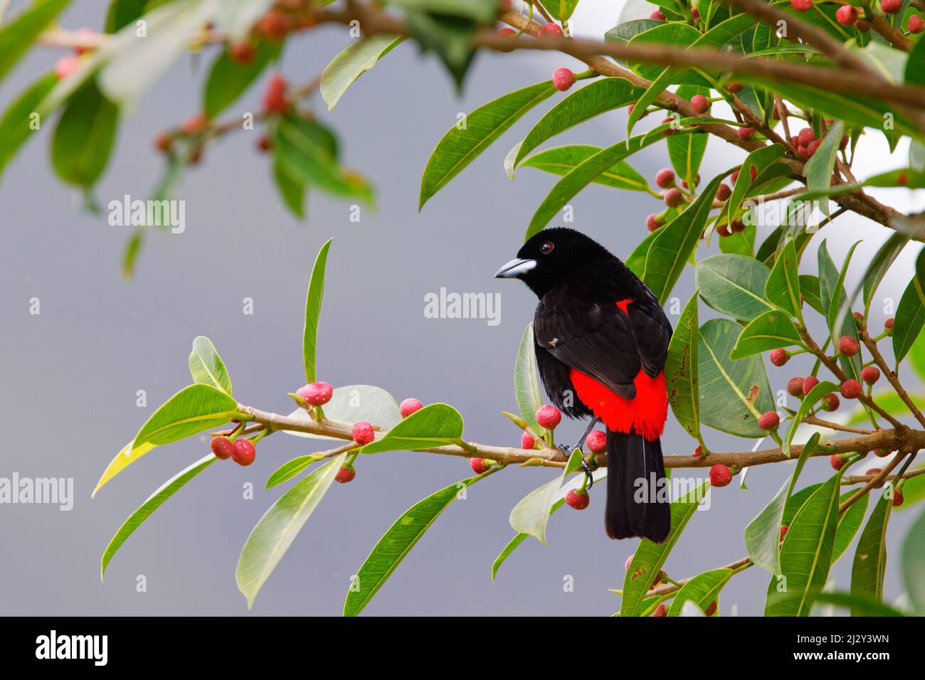 Scarlet rumped tanagers hi-res stock photography and images - Alamy