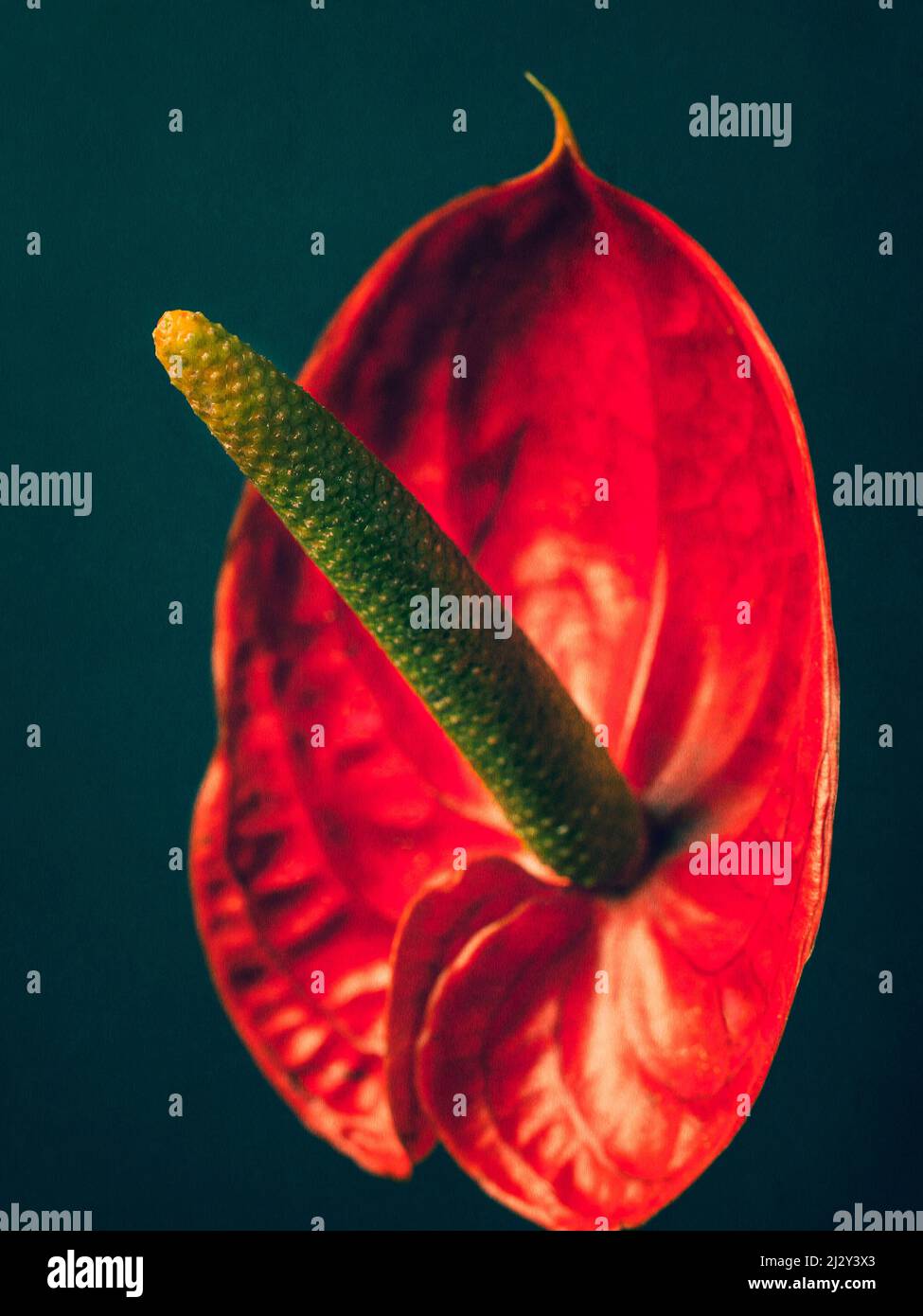 Close up Anthurium plant (Laceleaf) with glossy red leaf (spathe Stock ...